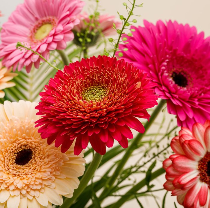 Boeket Germini mix | Greetz