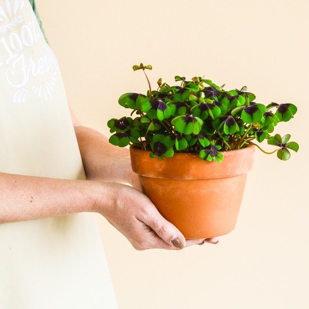 Klavertje vier plant | Greetz