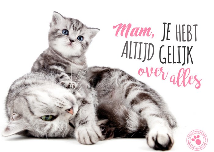 Studio Pets | Studio Pets | katten | Greetz