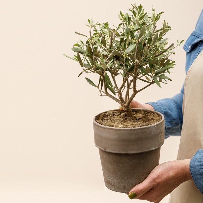 Olijf plant | Greetz
