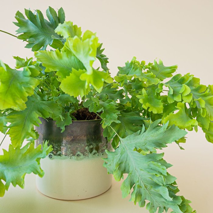 Blauwe varen (incl. pot) | Greetz